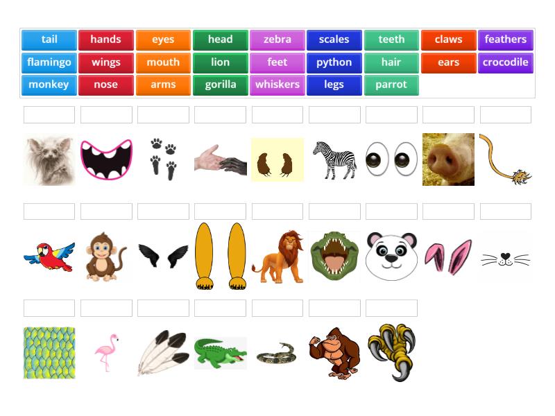 Unit 4: Wild animals - Match up