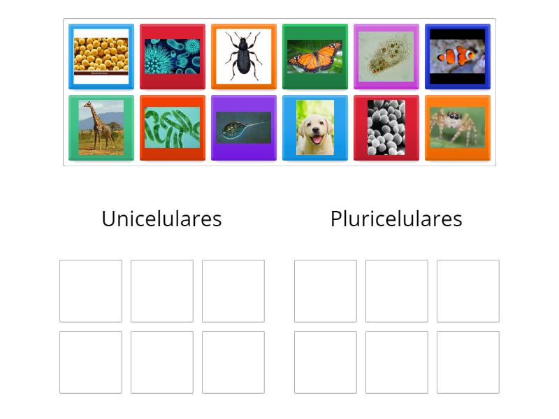 "Organismos Unicelulares o Pluricelulares " - Ordenar por grupo