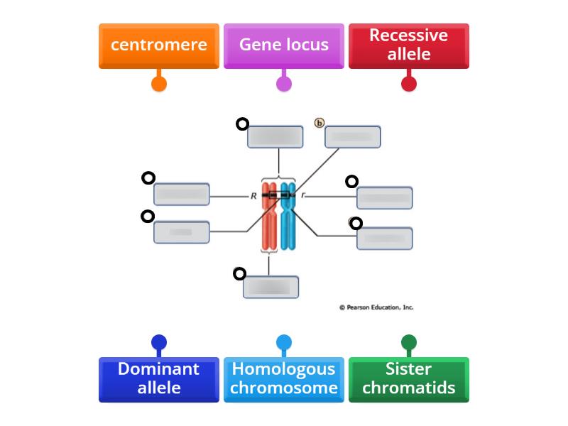 Chromosome and Genes Labeling - Diagrama con etiquetas