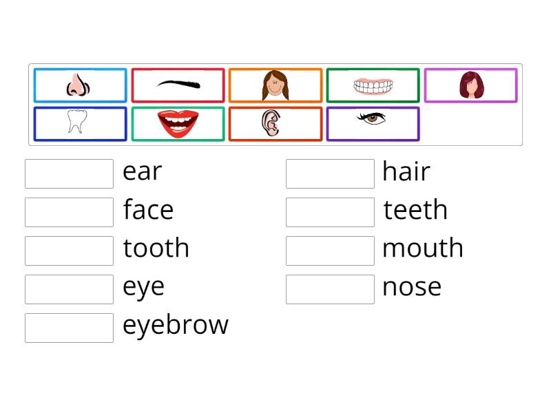 Parts of the Face - Сопоставить