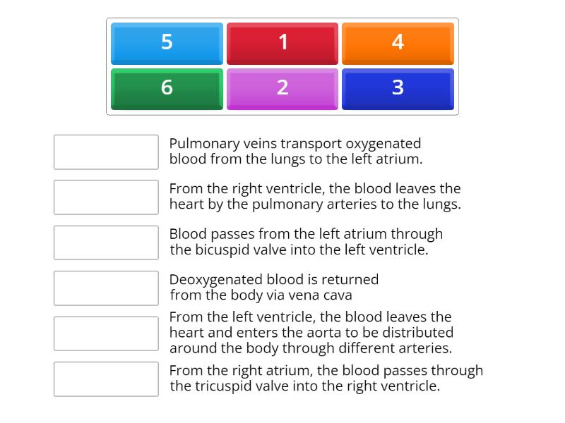 Pathway of Blood through heart - Match up