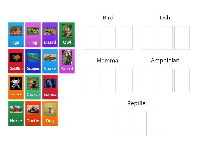 Animal classification - Group sort
