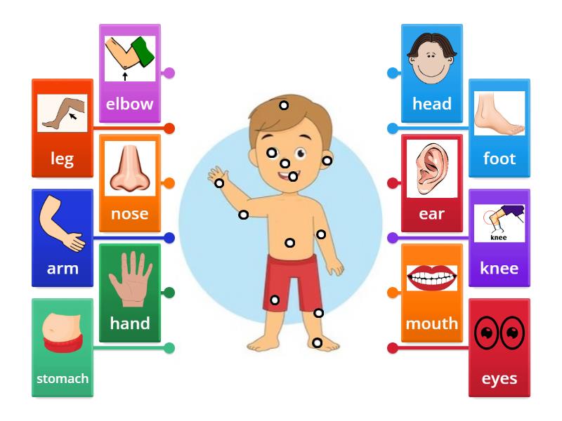 BODY PARTS - Labelled diagram