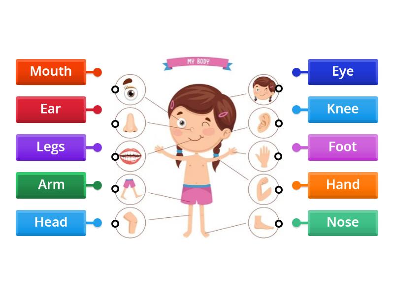 Body Parts - Labelled diagram