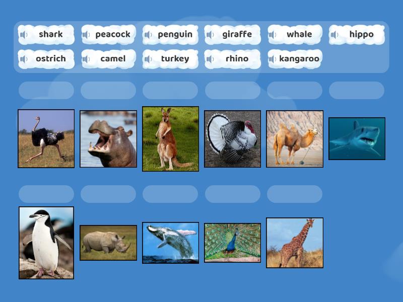 Live B6 U5 animals - Match up