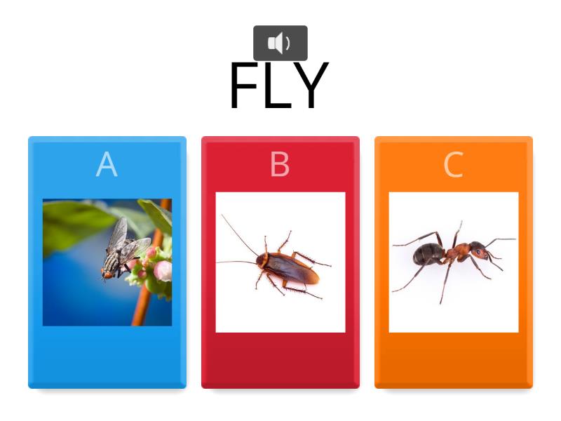 INSECTS 10 - Quiz