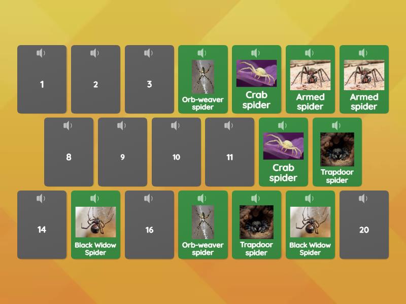 SPIDERS - Find the match - Matching pairs