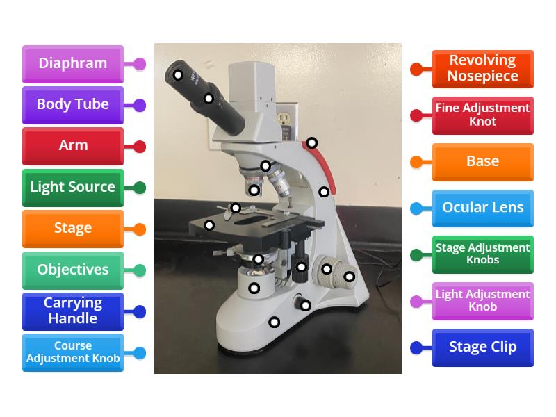 Microscope Labelling - Labelled diagram