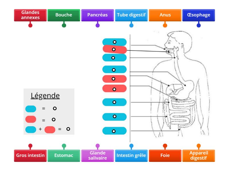 L'appareil digestif humain - Diagrama con etiquetas