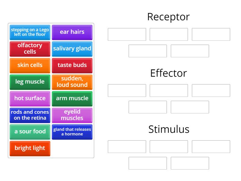 Receptors, effectors, and stimuli - Group sort
