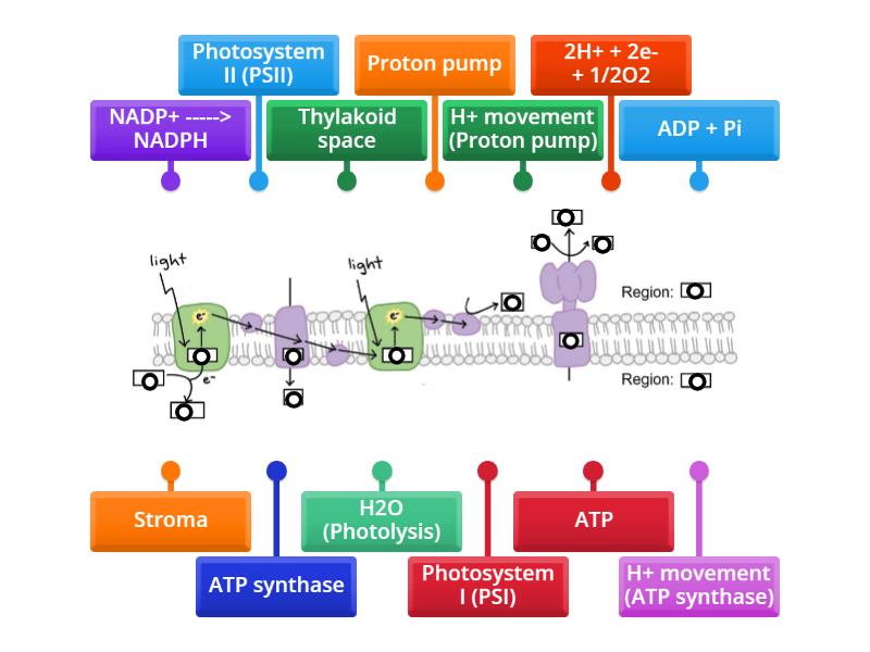 Light dependent reaction (LDR)_Membrane version - Labelled diagram
