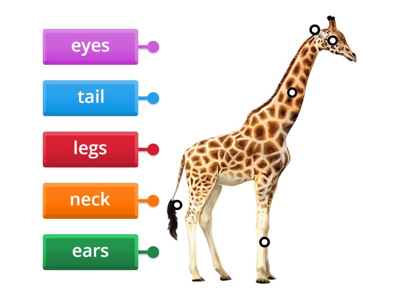 giraffe - Labelled diagram