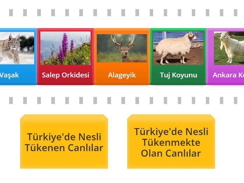 Türkiyede nesli tükenen ve tükenmekte olan canlılar - Speed sorting