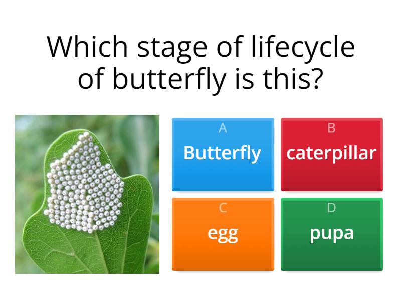 Butterfly - Quiz