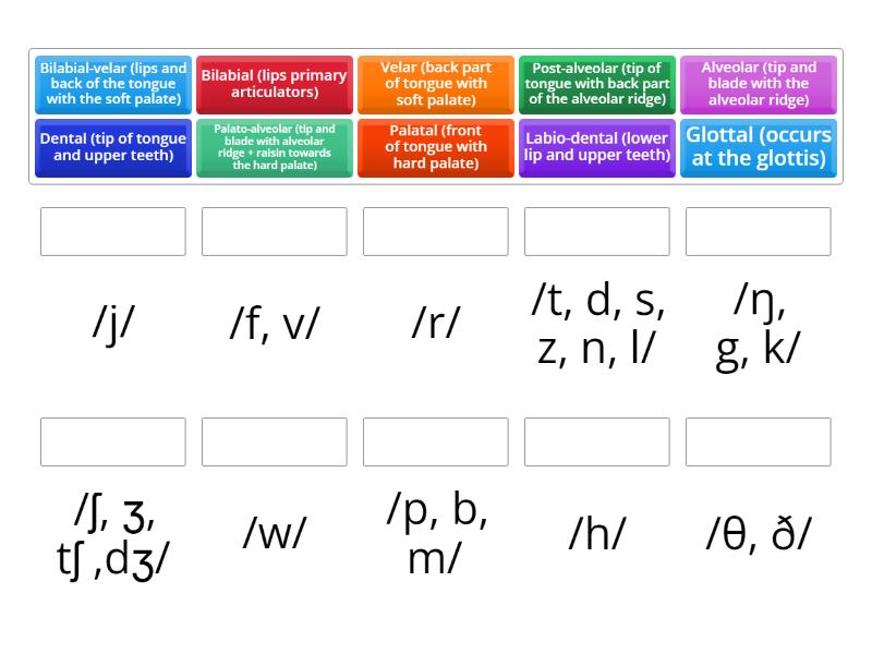 Points and organs of consonant sounds - Une las parejas