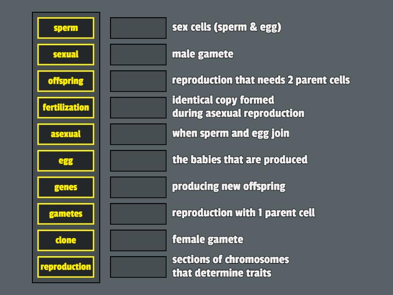 Reproduction Bell Ringer - Match up