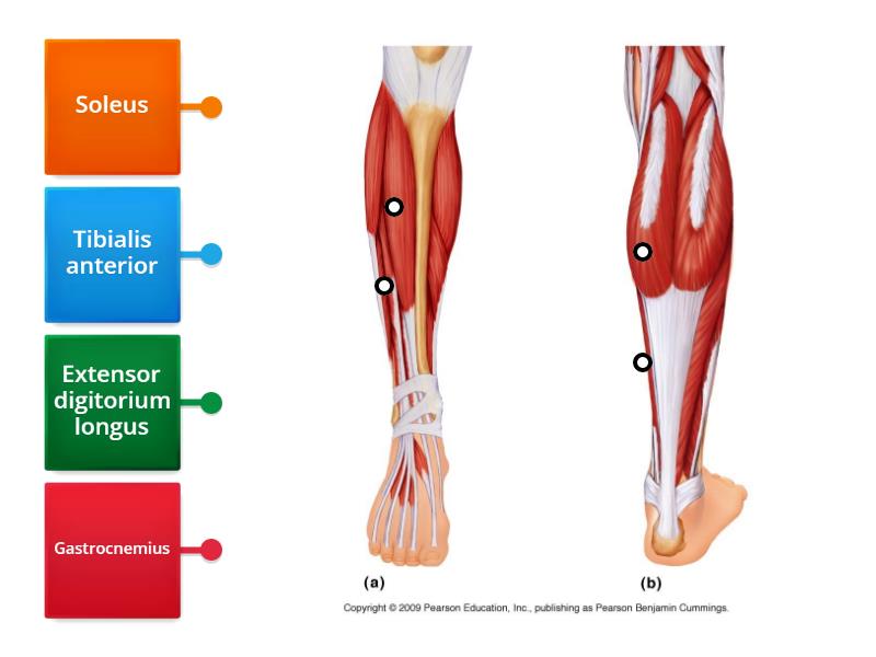 Muscles of the leg - Labelled diagram