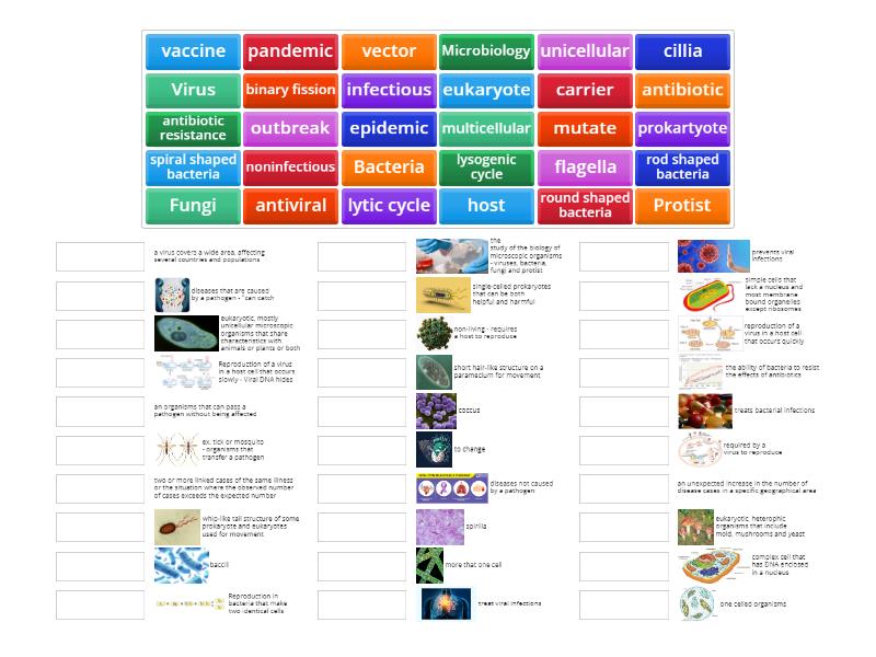 Microbiology Review - Match up
