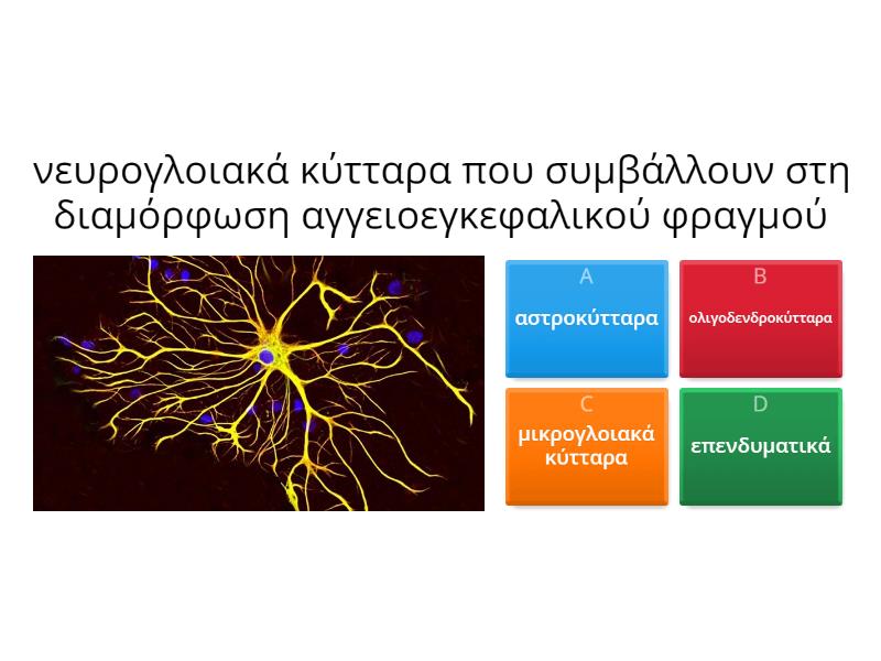ΝΕΥΡΙΚΟ ΣΥΣΤΗΜΑ - Quiz