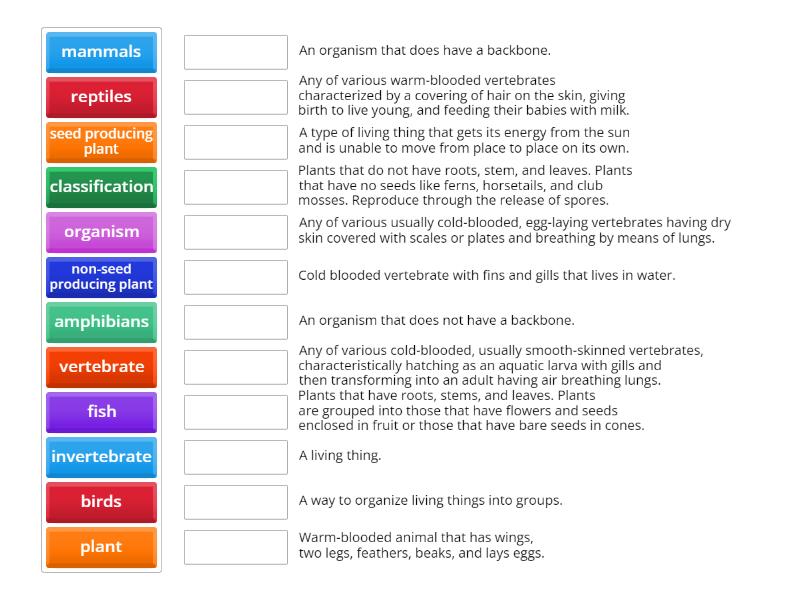 Classification Vocabulary Review - Match up