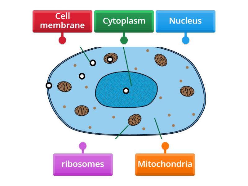 Animal Cell - Labelled diagram