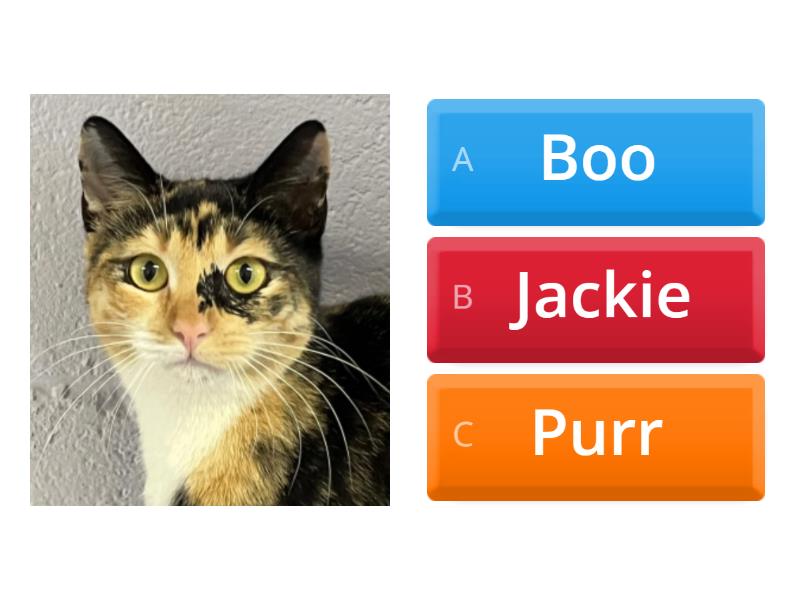 Boo Purr Jackie - Quiz