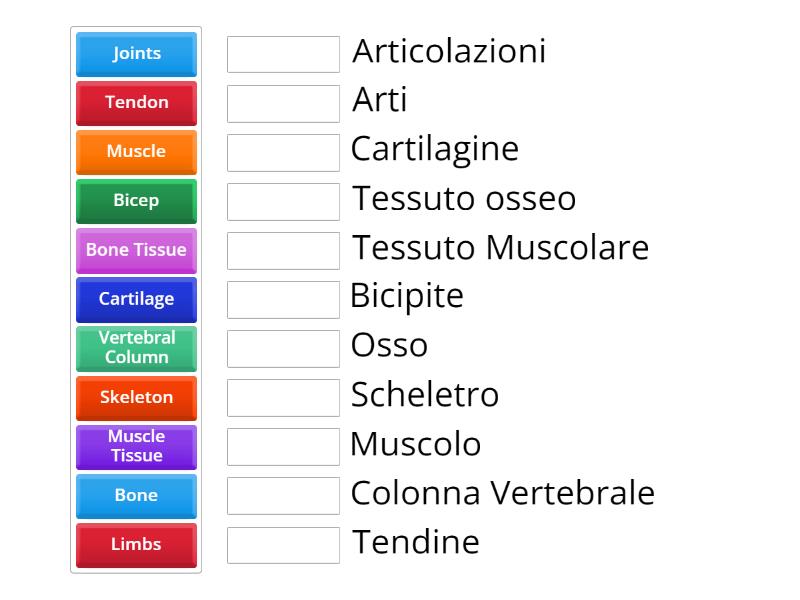 Skeleton and Muscles - Match up