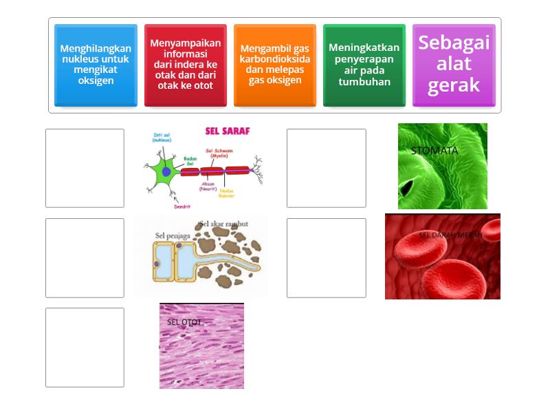 SPESIALISASI SEL TAHAP 2 - Match up