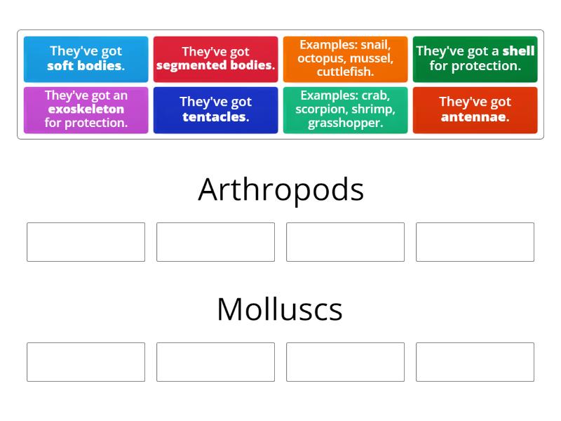 Invertebrates characteristics hard - Ordenar por grupo