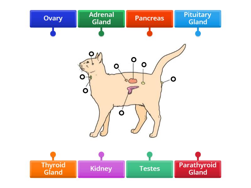 Endocrine System - Labelled diagram