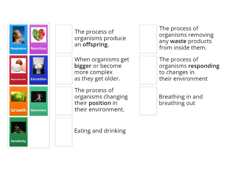 The 7 Life Processes Definition Matchup - Match up