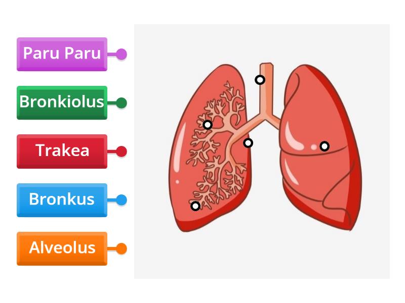 Bagian Paru Paru Sebagai Sistem Ekskresi - Labelled diagram