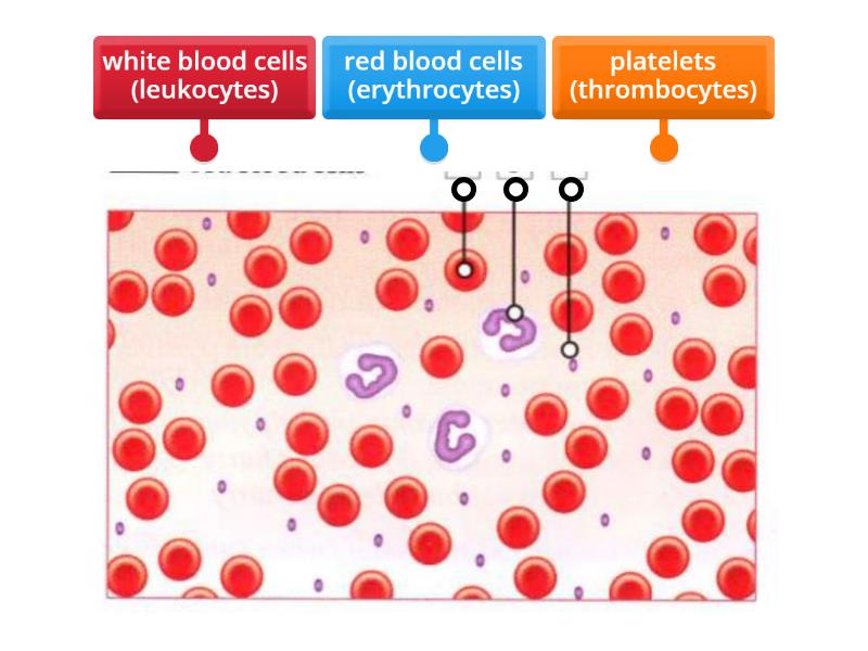 Blood - types - Labelled diagram