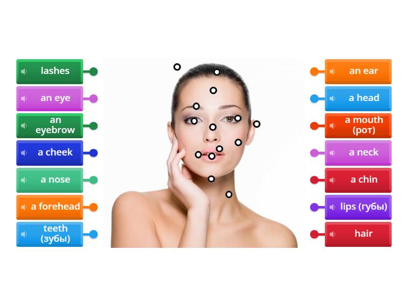 Parts of the face - Labelled diagram
