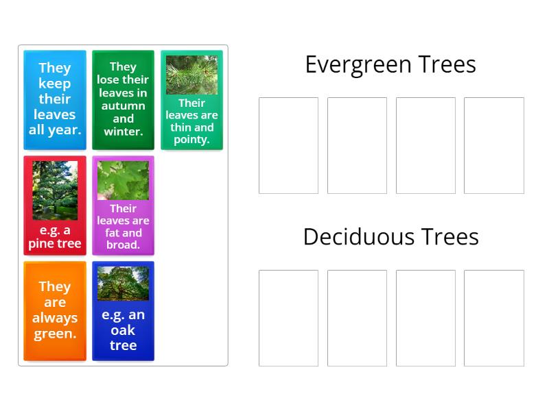 Defining evergreen and deciduous trees - Group sort