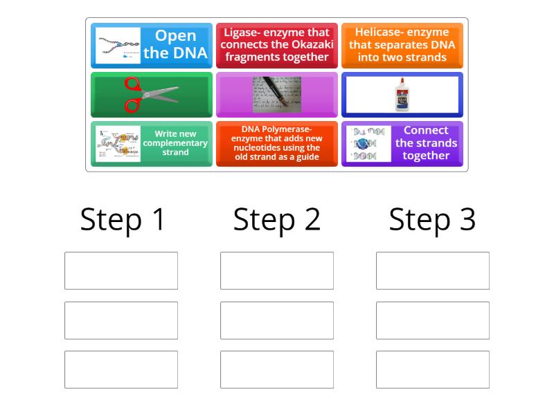 DNA Replication Steps - Group sort