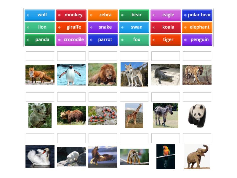 WILD ANIMALS - Match up