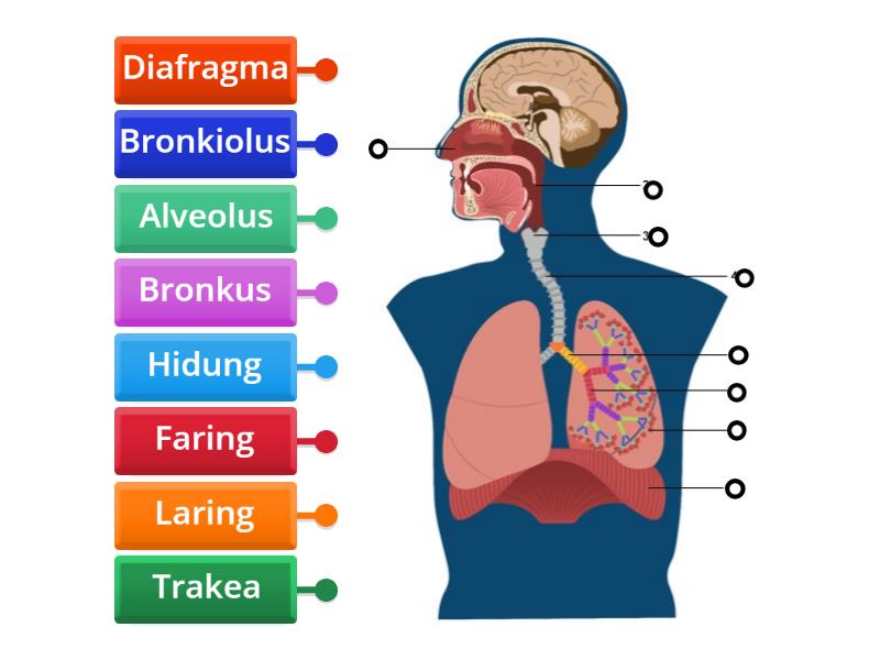 Sistem Pernapasan pada Manusia Kelas 5 - Labelled diagram