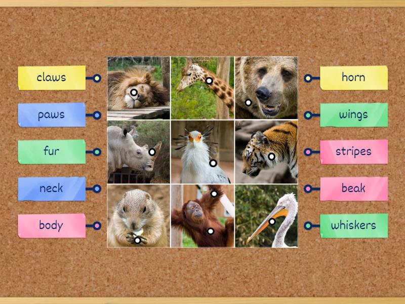 zoo animals - Labelled diagram