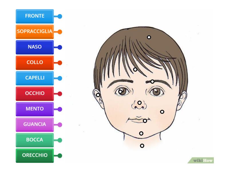 Le parti del viso - Labelled diagram