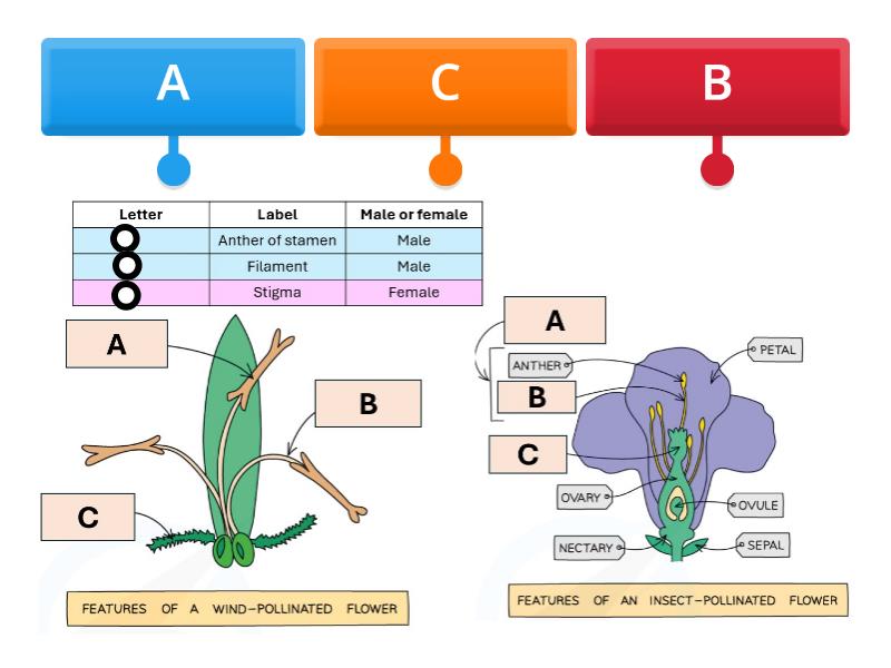 Wind and insect pollinated flowers - Labelled diagram