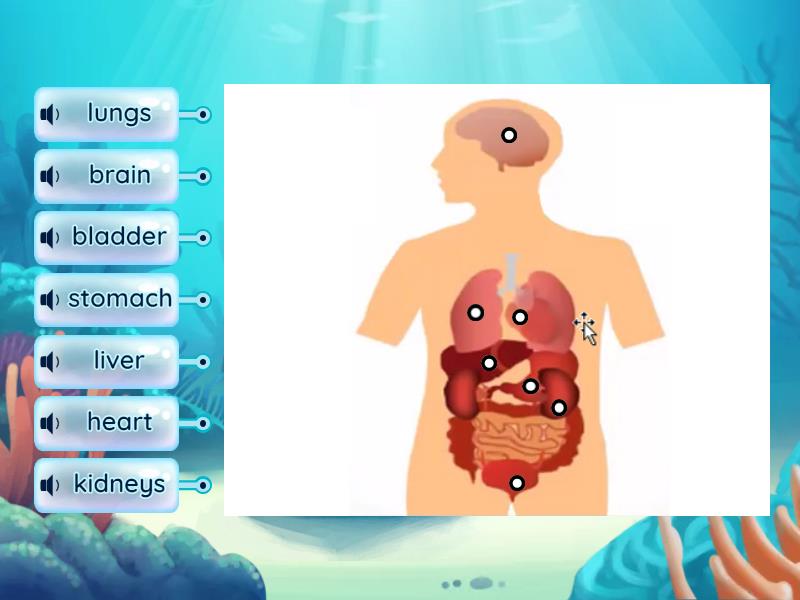 Human body - major internal organs - Labelled diagram