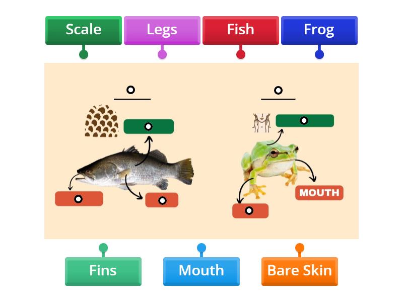 Level 1 - Animal Body Parts 2 - Labelled diagram