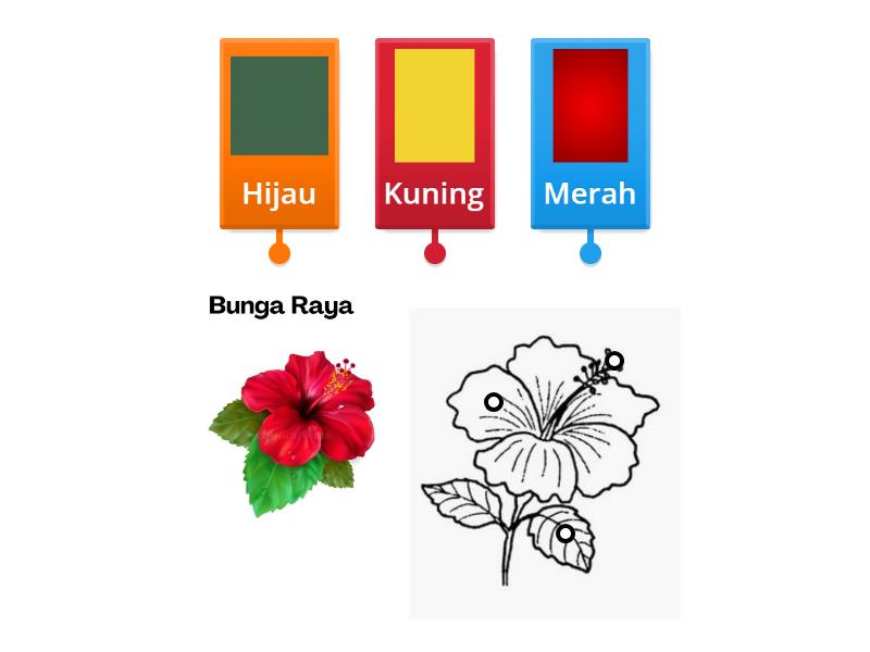 Bunga Raya - Labelled diagram