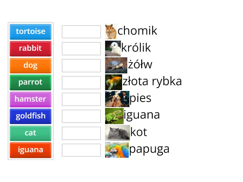 English Class A1 - PETS (unit 7) - Une las parejas