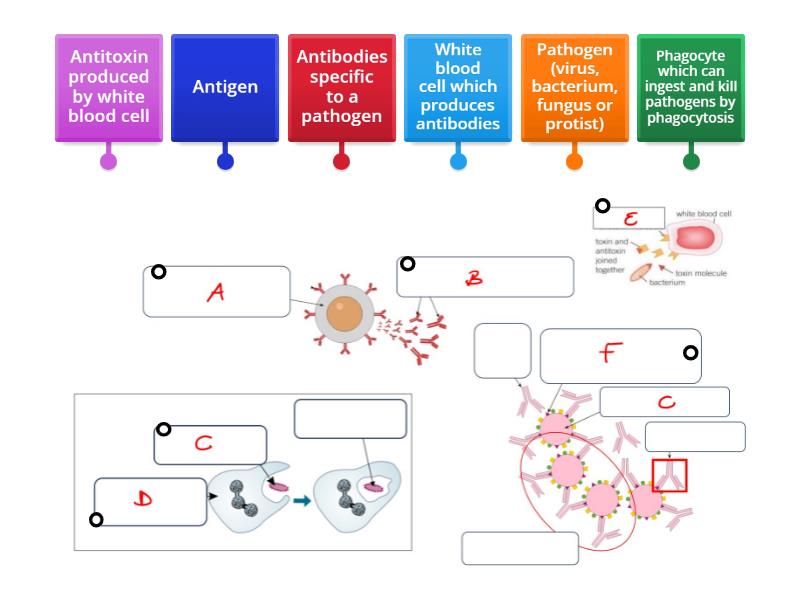 White blood cells for AQA - Labelled diagram