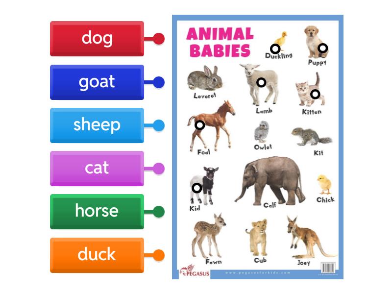 animals&babies (Project 1) - Labelled diagram