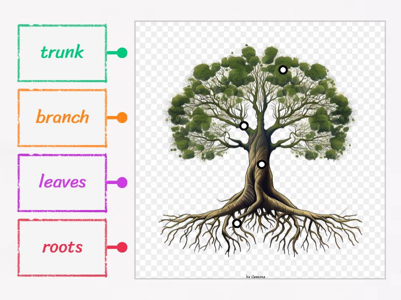 Parts of a tree - Labelled diagram