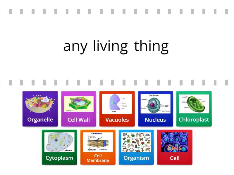 Parts Of a Cell - Find the match