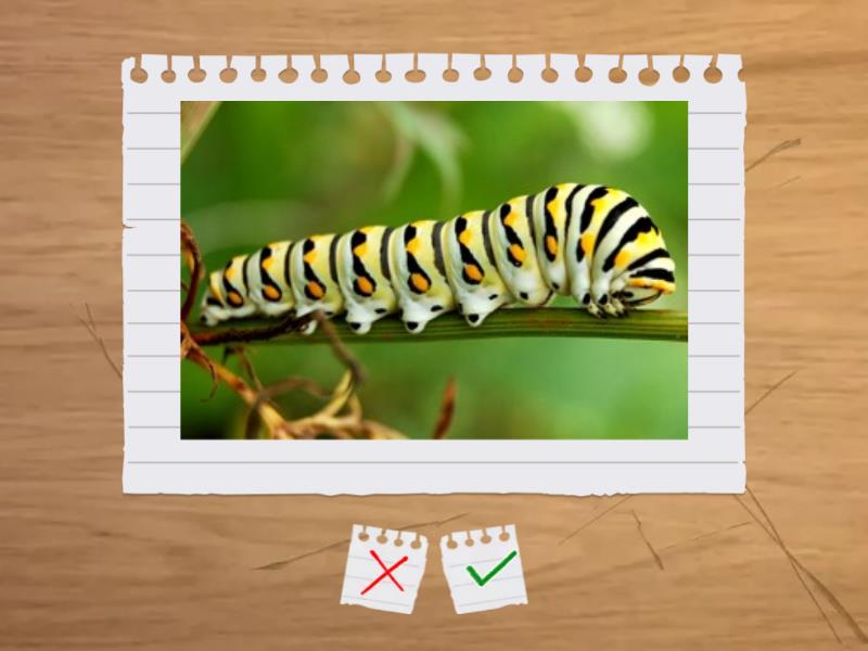 The Very Hungry Caterpillar - Food flashcards - Flash cards